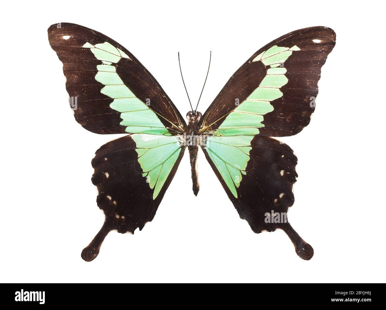 Butterfly Papilio Palinurus Stock Photo - Alamy