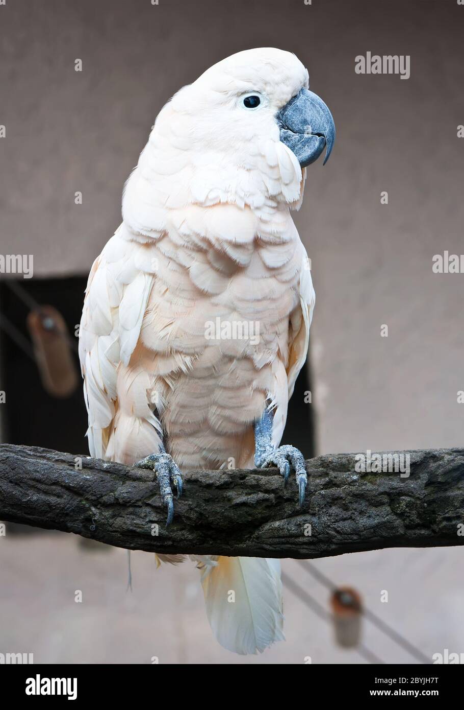 Eye cockatoo hi-res stock photography and images - Alamy