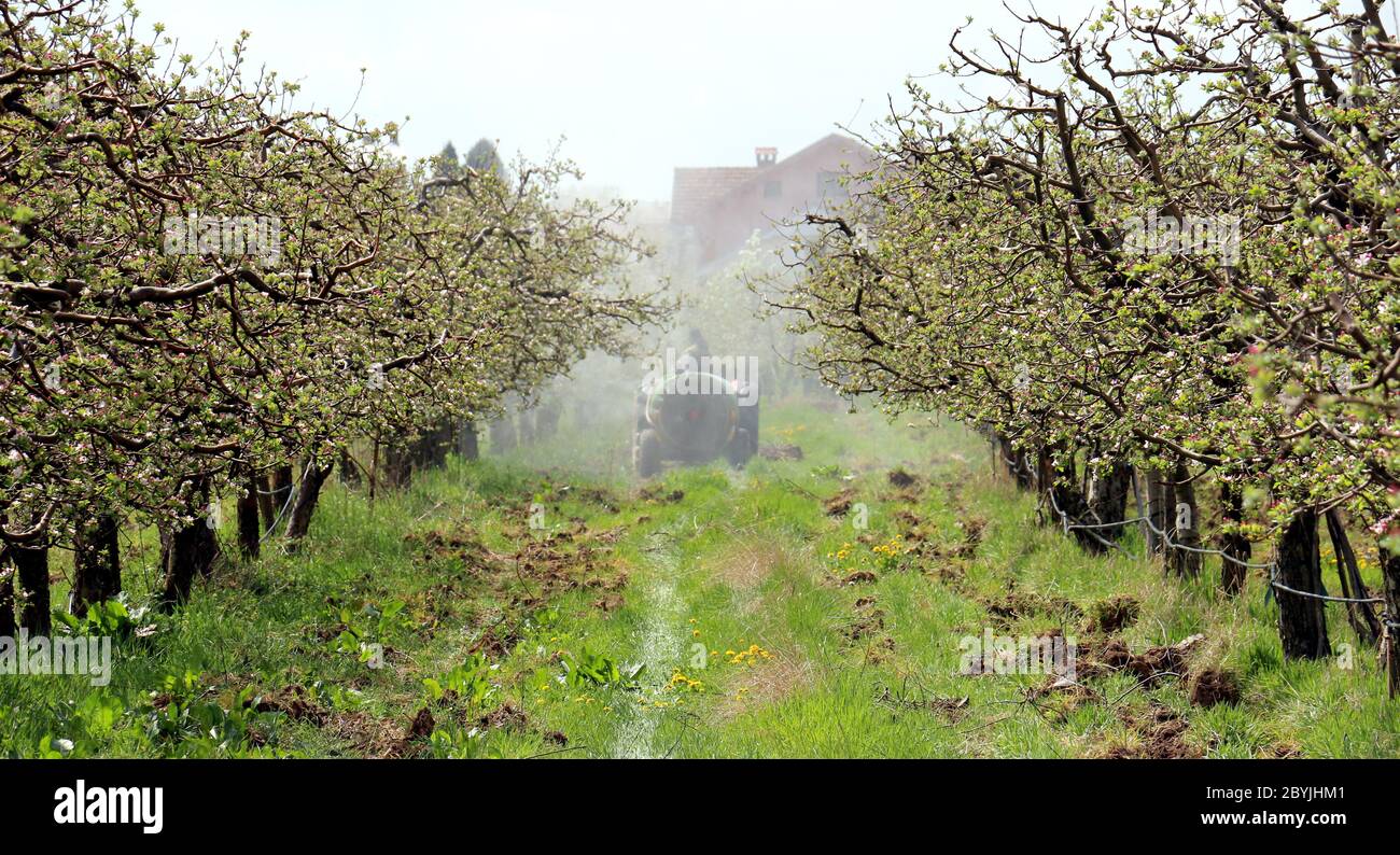 spraying apple orchard in spring Stock Photo - Alamy