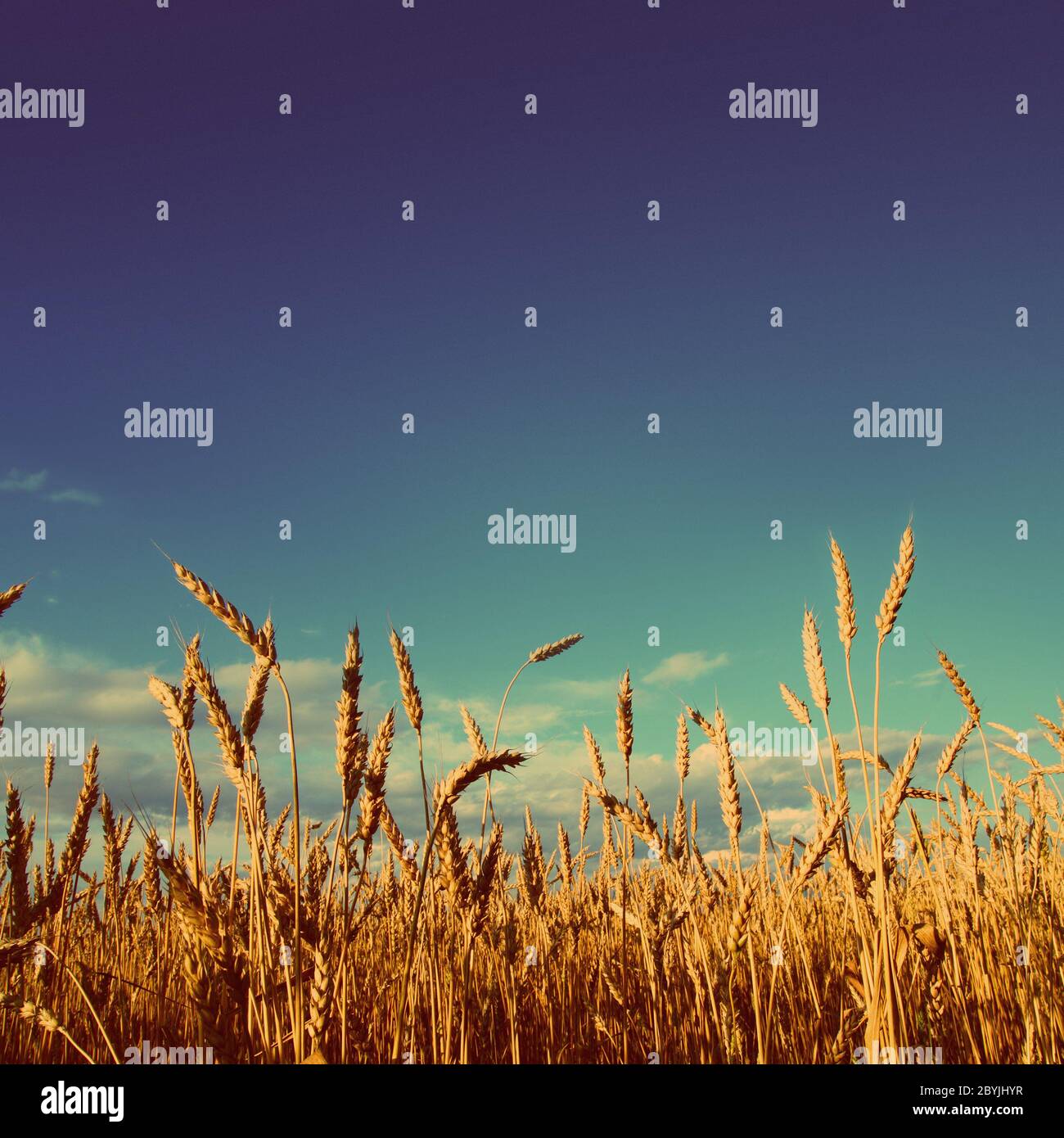 stems of wheat in sunset light - vintage retro style Stock Photo - Alamy