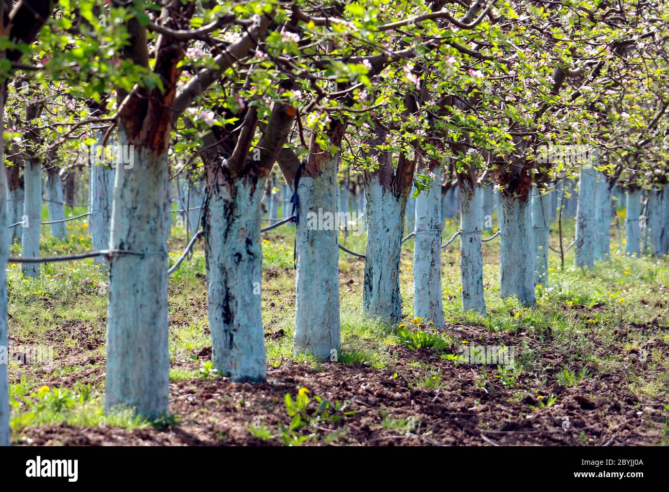 picture of a blooming apple trees in spring Stock Photo - Alamy