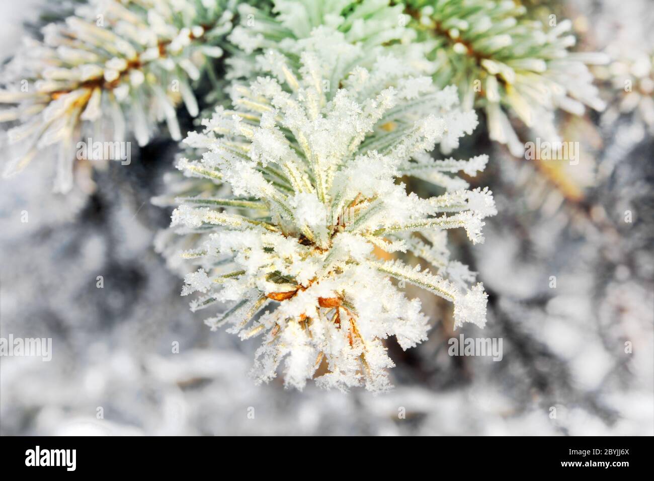 Frozen twigs hi-res stock photography and images - Alamy