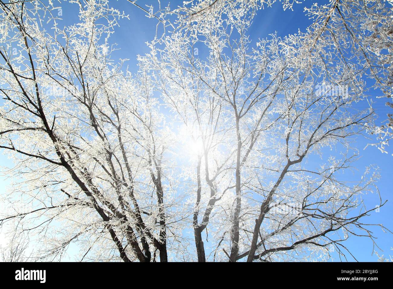 Frozen tree branches Stock Photo - Alamy