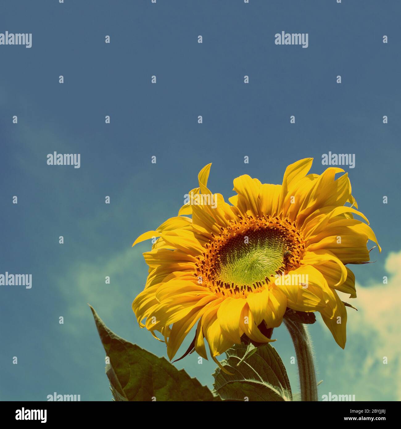 Vintage Sunflower High Resolution Stock Photography and Images - Alamy