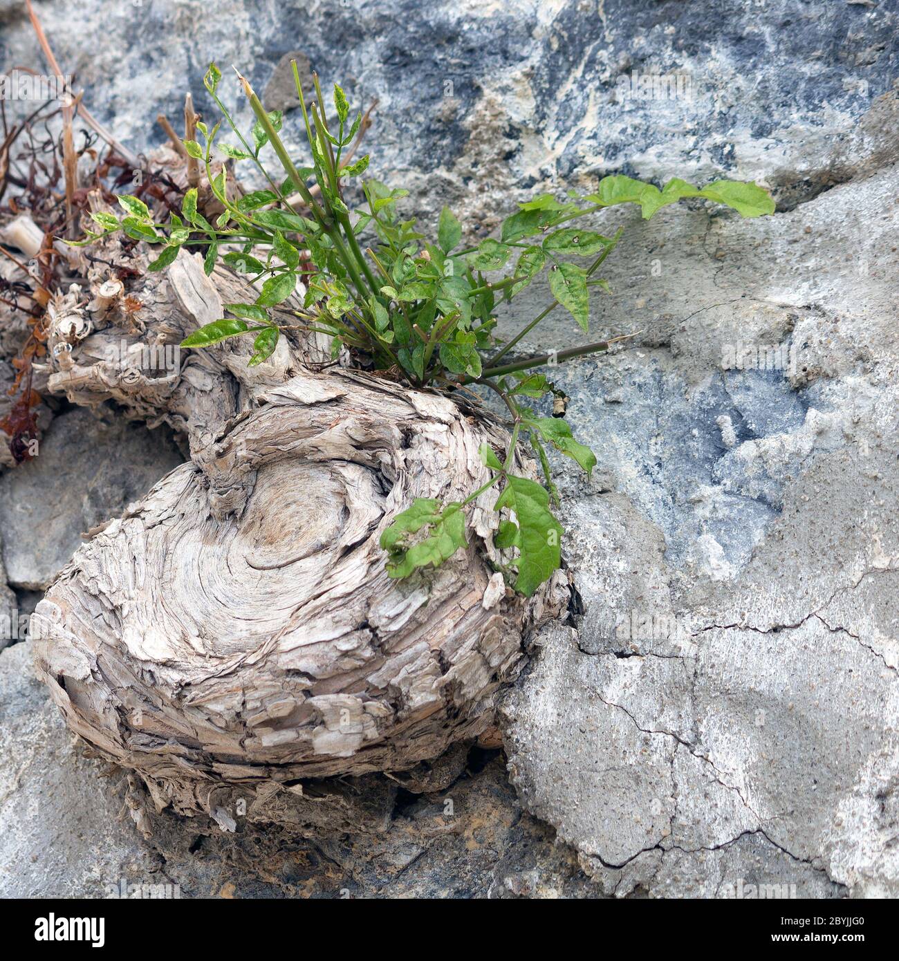 Sprouting on a stone wall Stock Photo - Alamy
