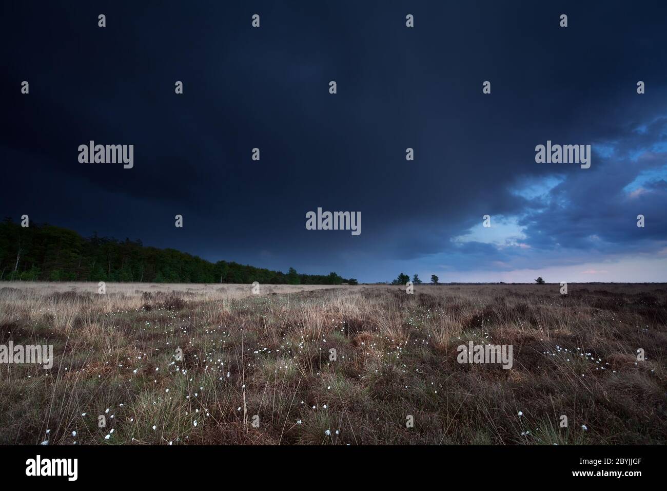 dark stormy sky over marsh with cotton grass Stock Photo - Alamy