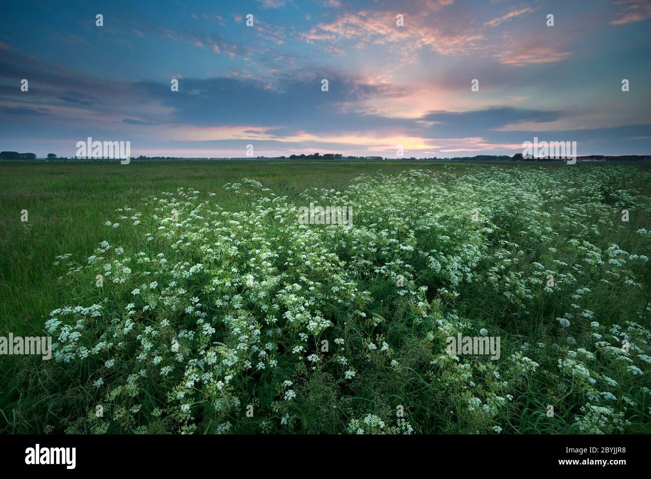 Wildflowers field sunset hi-res stock photography and images - Alamy