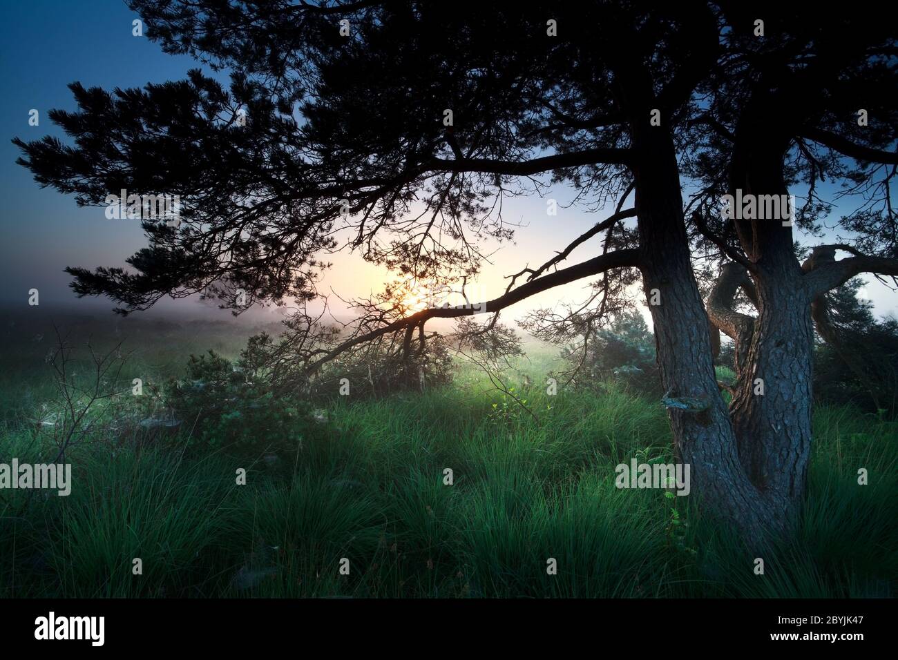 Marsh pine hi-res stock photography and images - Alamy