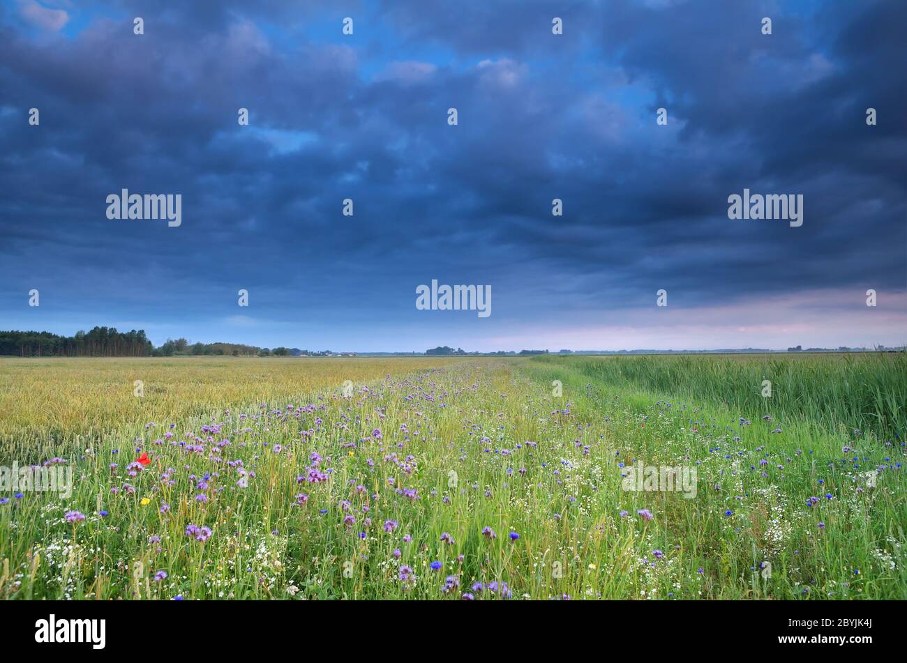 blue sky over field with wildflowers Stock Photo - Alamy