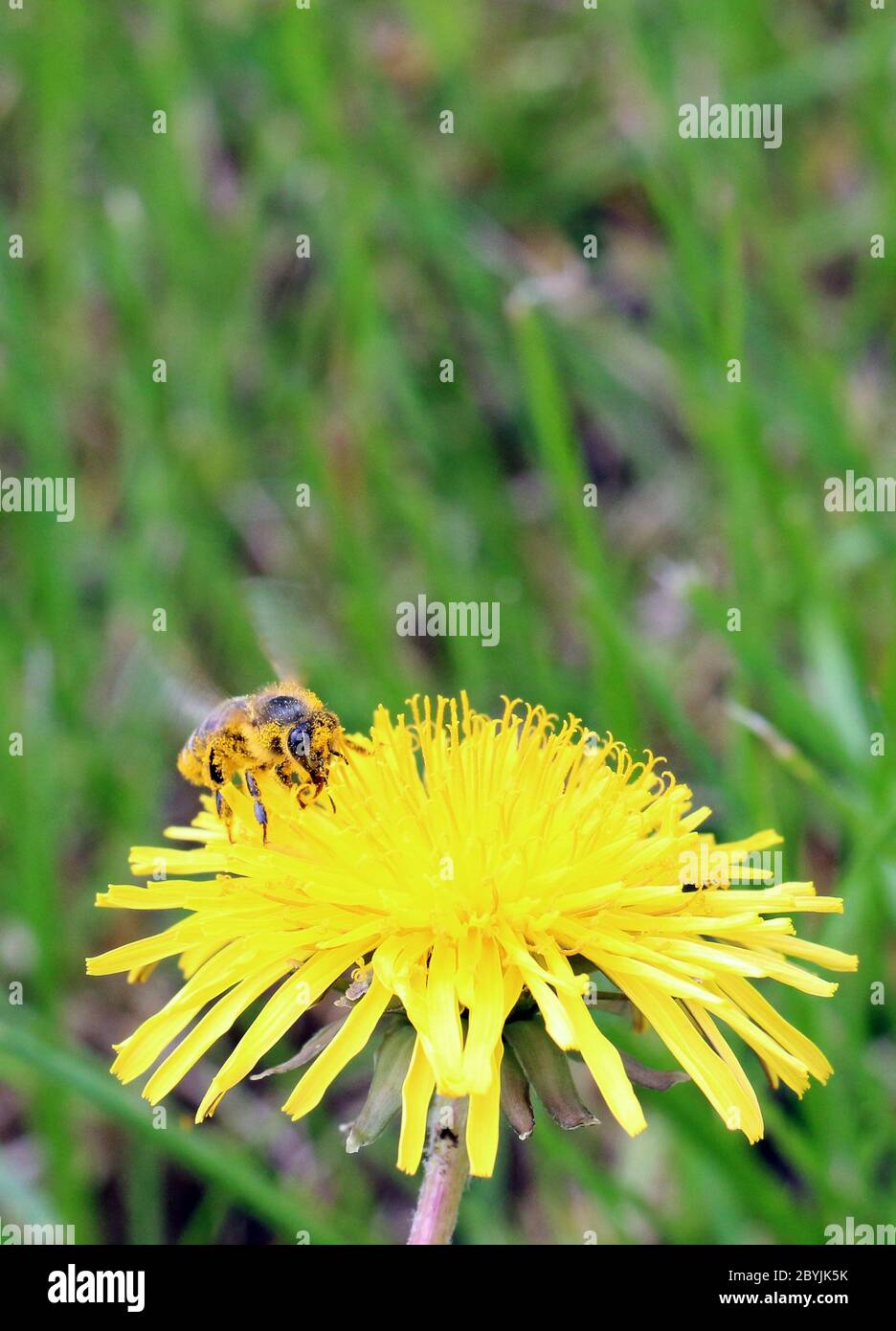 bee collecting pollen on a yellow dandelion flowers in spring Stock ...