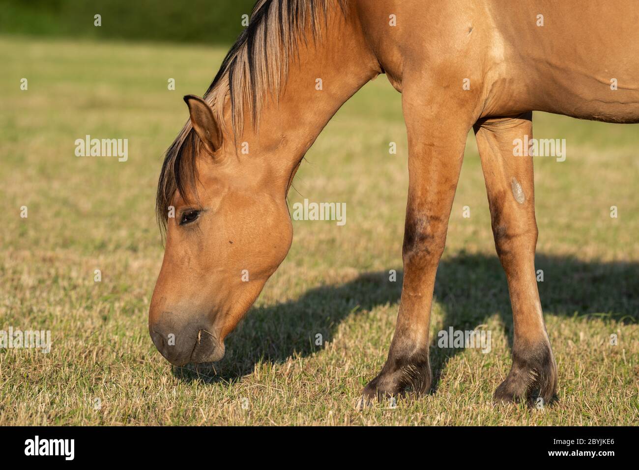 Horses in a pasture in the French countryside in spring Stock Photo - Alamy