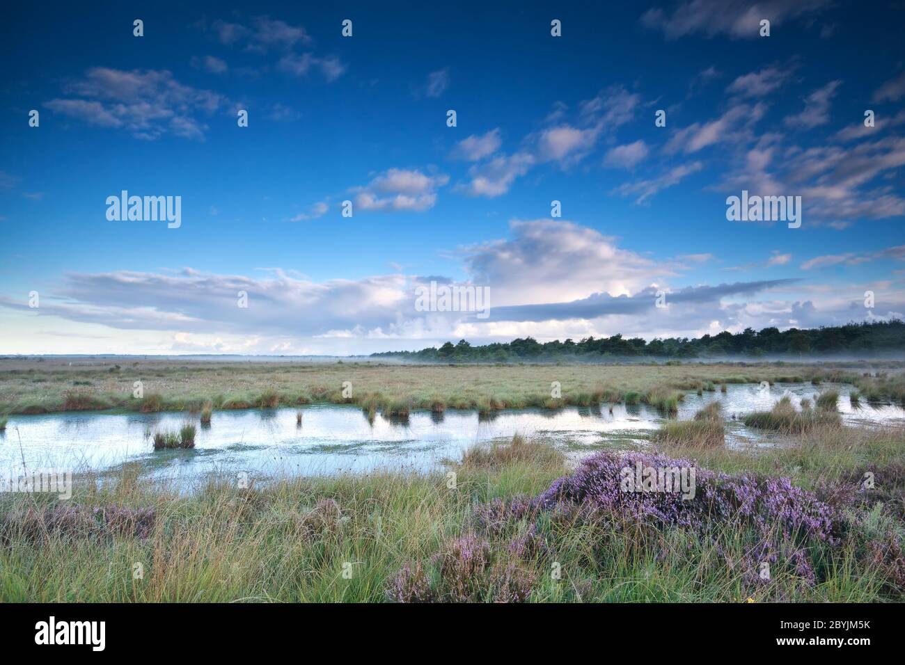 Blue heather hi-res stock photography and images - Alamy