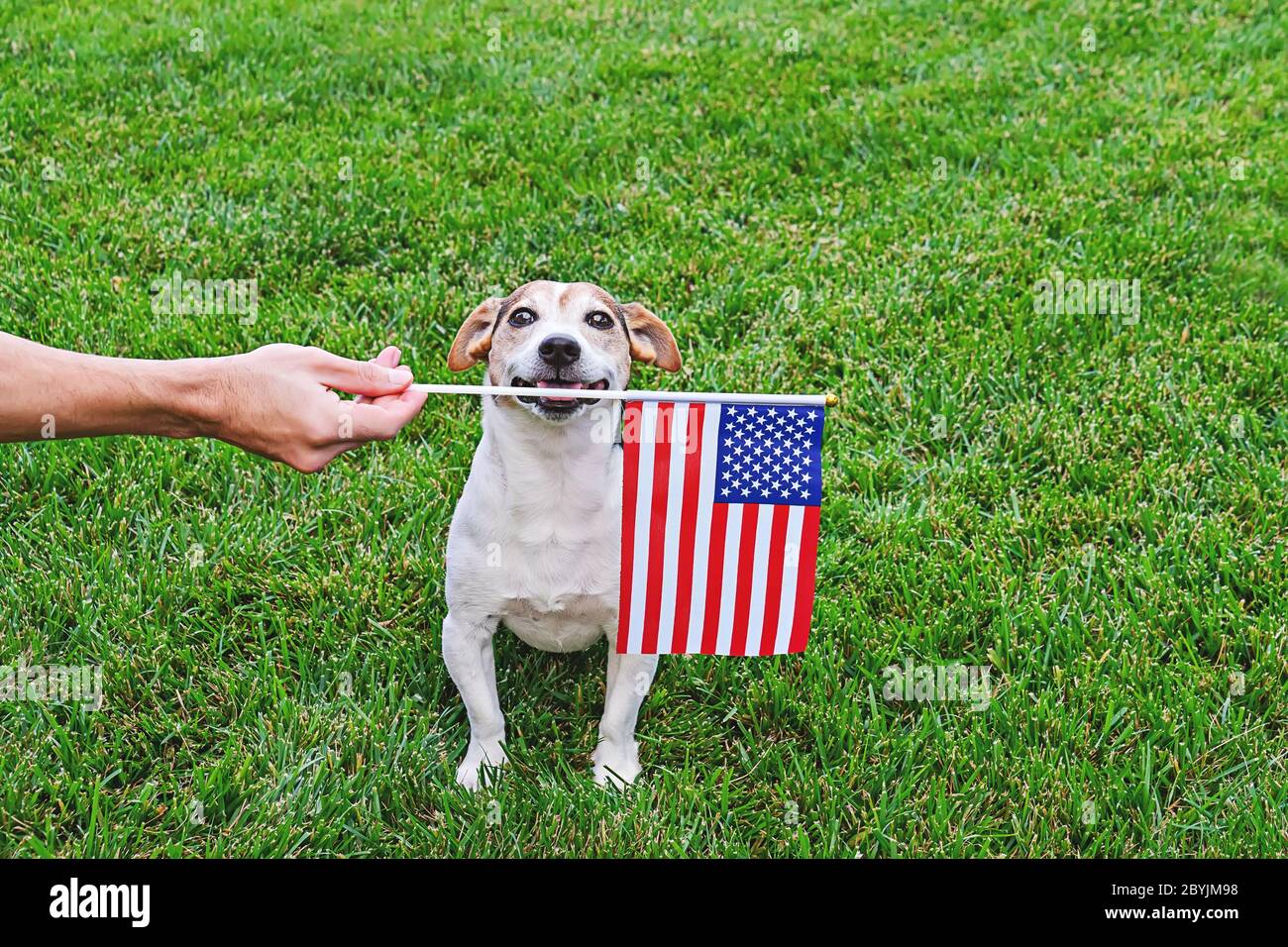 Portrait of proud dog and hand holding American flag on green ...