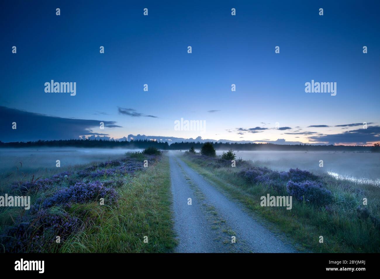 Swamp road hi-res stock photography and images - Alamy
