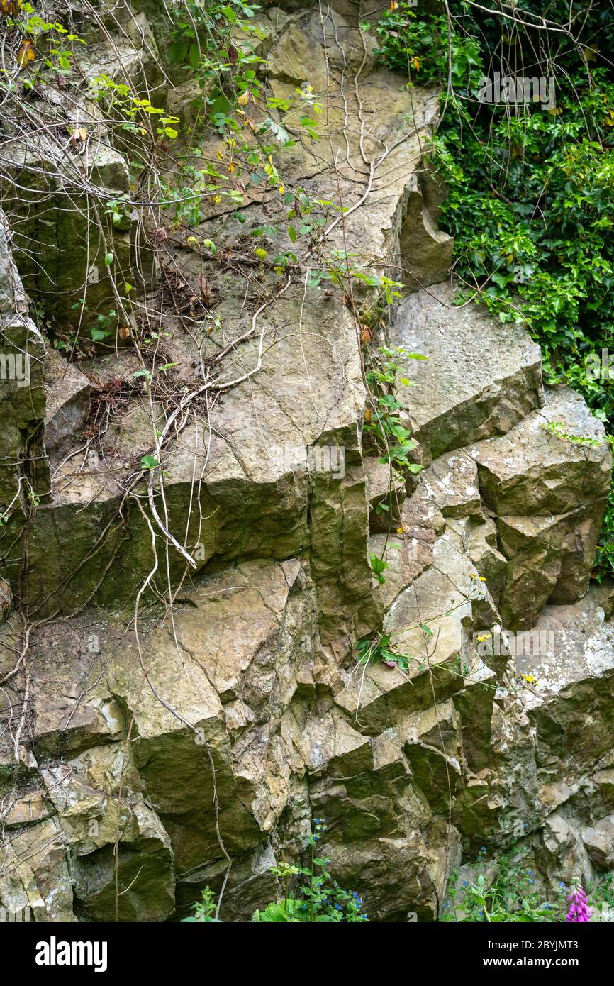 Overgrown rock face in a dissused quarry in the UK Stock Photo - Alamy