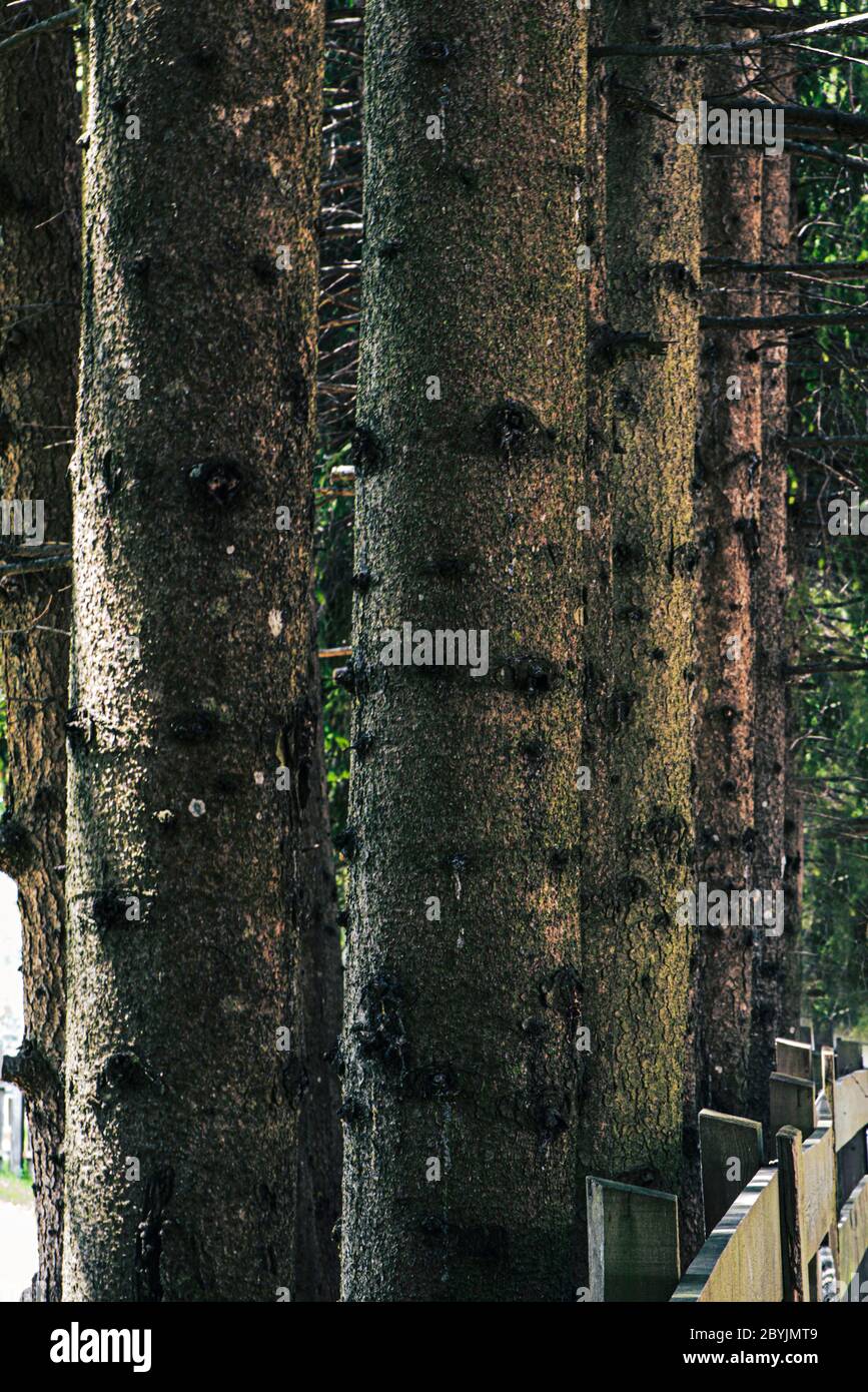 Trees lined up at the edge of the woods Stock Photo - Alamy