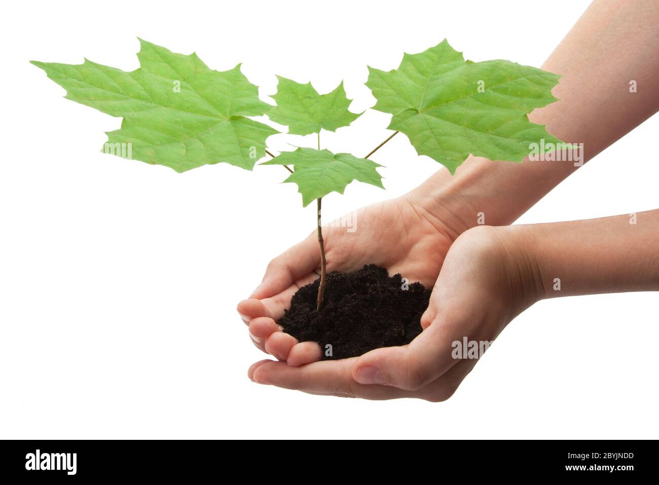 Tree in hands Stock Photo - Alamy