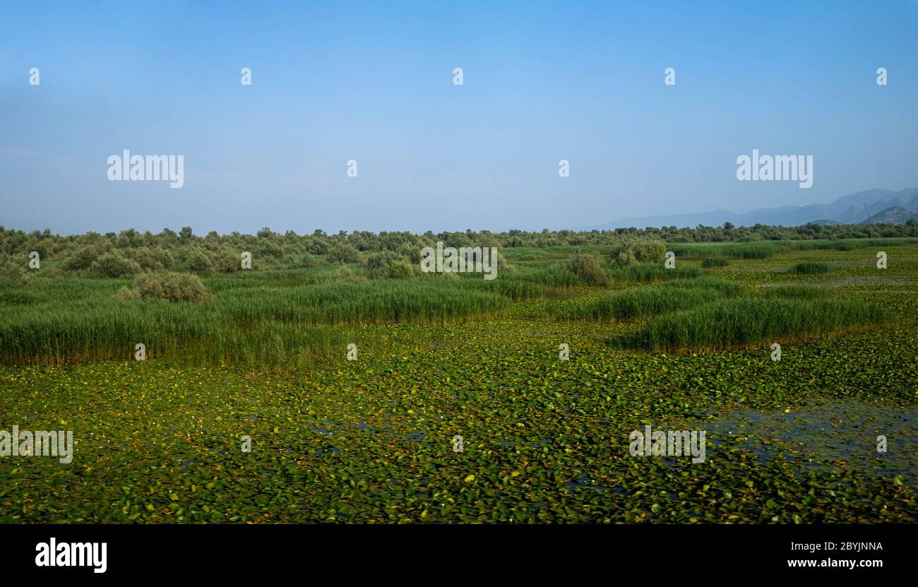 Skadar Lake - a National Park in Montenegro Stock Photo - Alamy