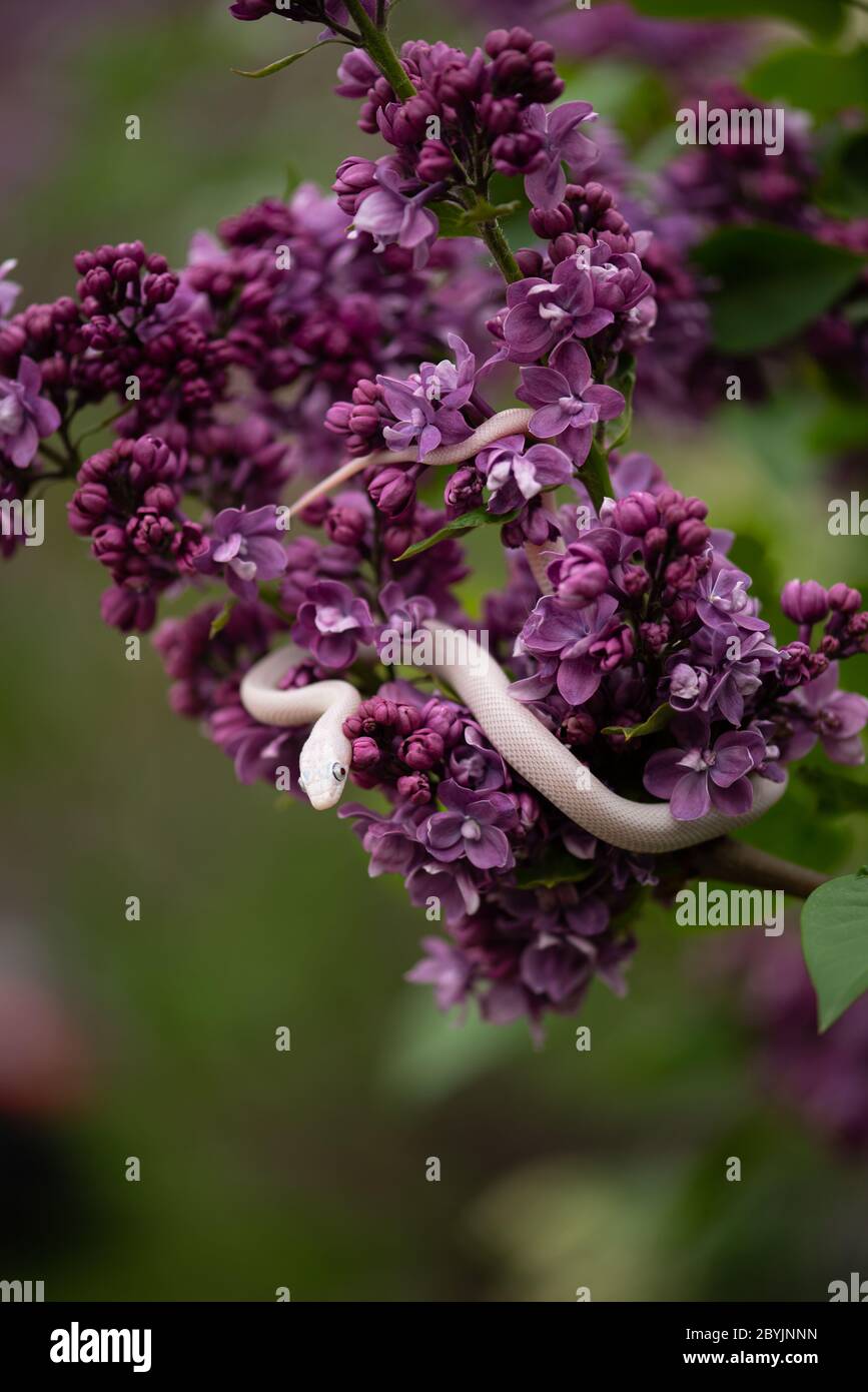 White Beauty rat snake creeping on lilac flowers Stock Photo - Alamy