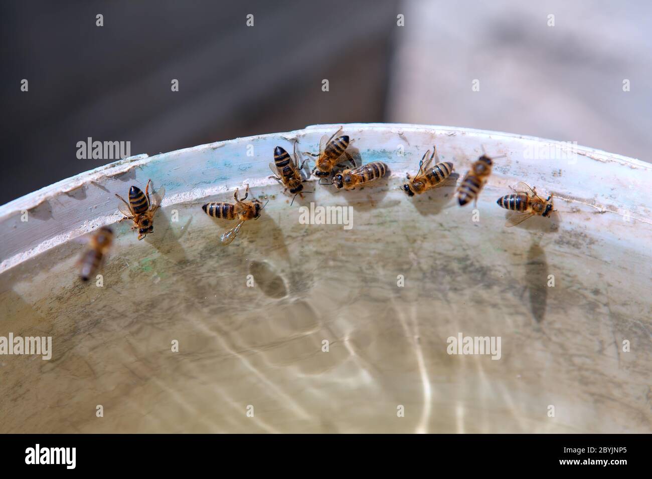 Honeybee drinking water hi-res stock photography and images - Alamy