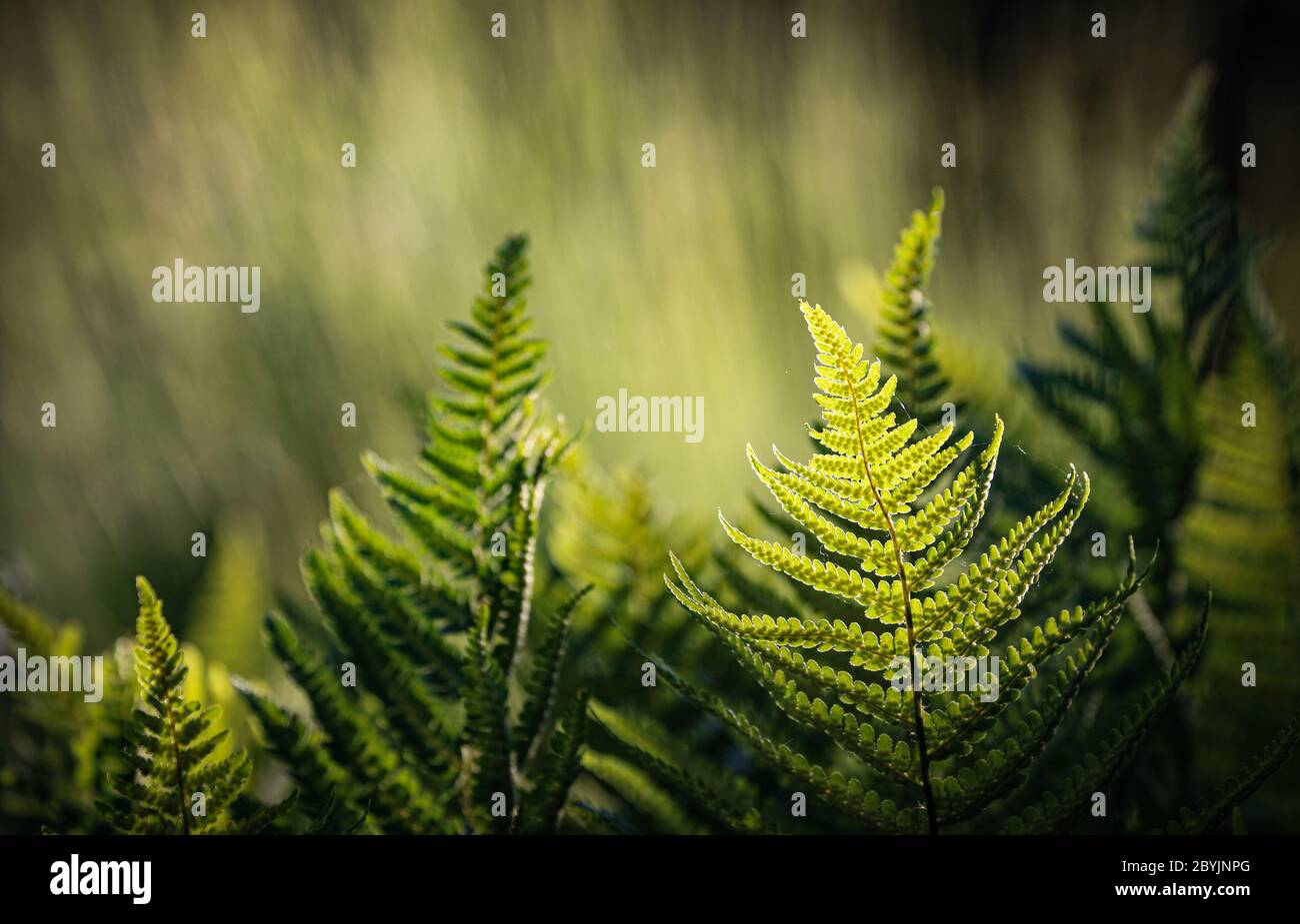 Backlit Fern Leaves / Fronds showing spores shallow abstract background ...