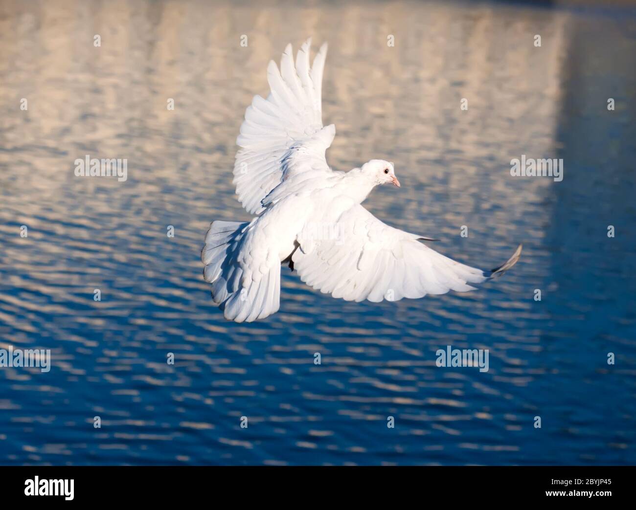 White pigeon hi-res stock photography and images - Alamy