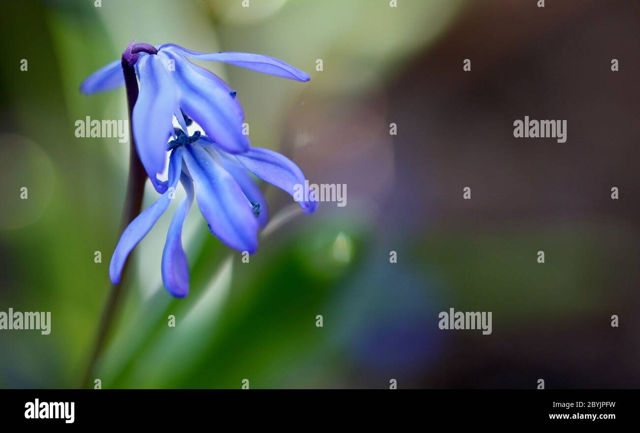 Scilla flower hi-res stock photography and images - Alamy