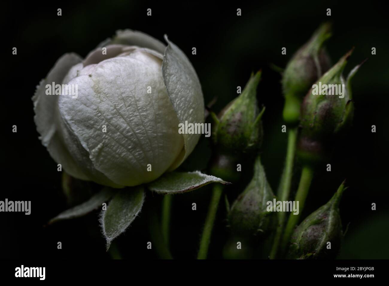 White shrub hi-res stock photography and images - Alamy