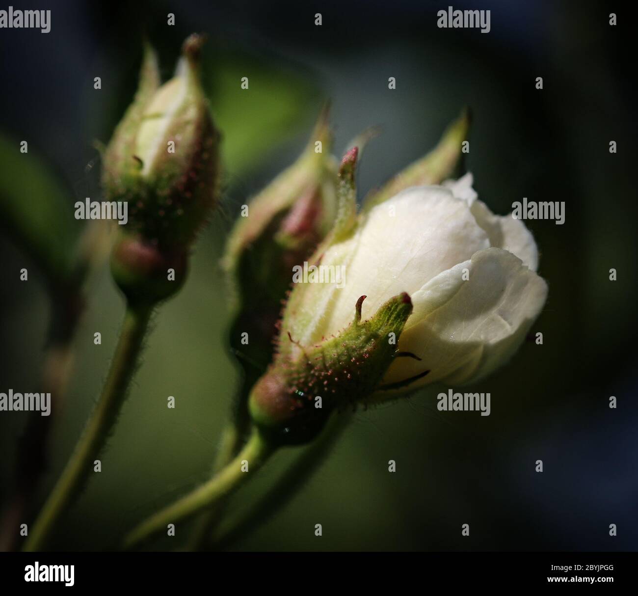 Close Up White Shrub Rose Flower Head and Buds Stock Photo - Alamy