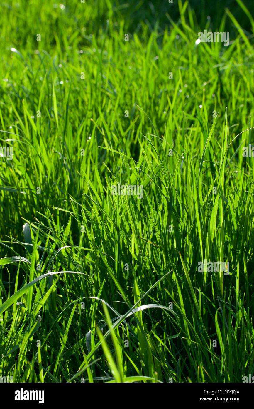 Emerald green grassland hi-res stock photography and images - Alamy