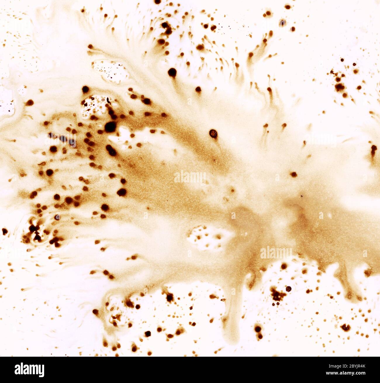 Coffee stains hi-res stock photography and images - Alamy