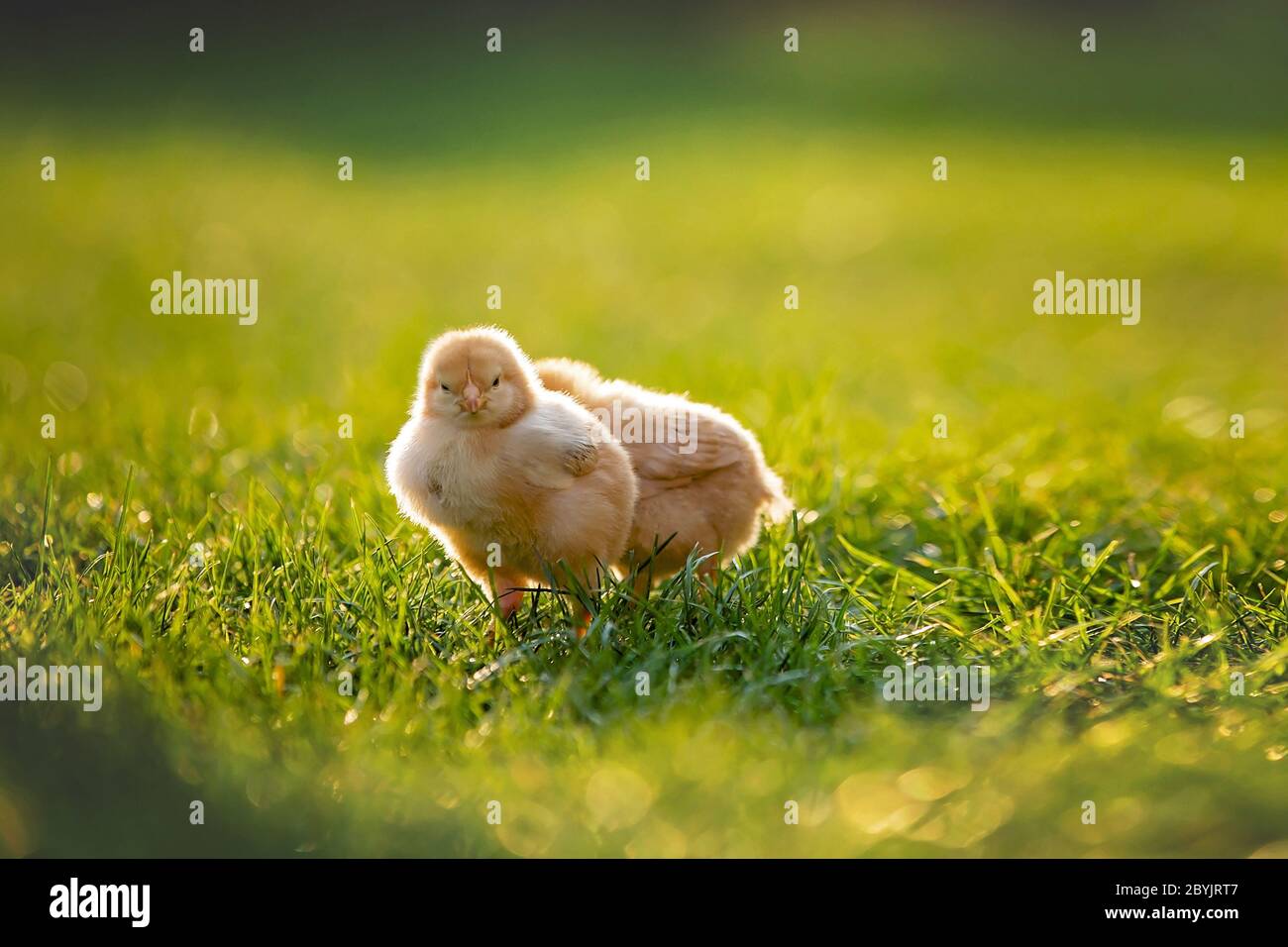 Baby Chicks Running Around