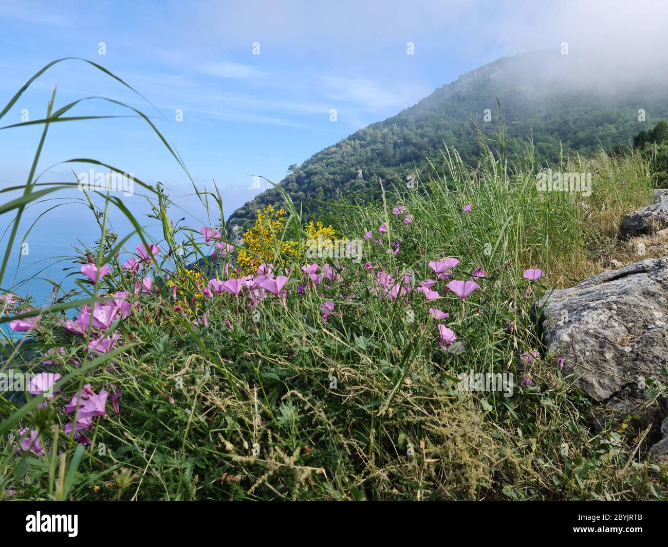 Pink Mountain Wildflowers
