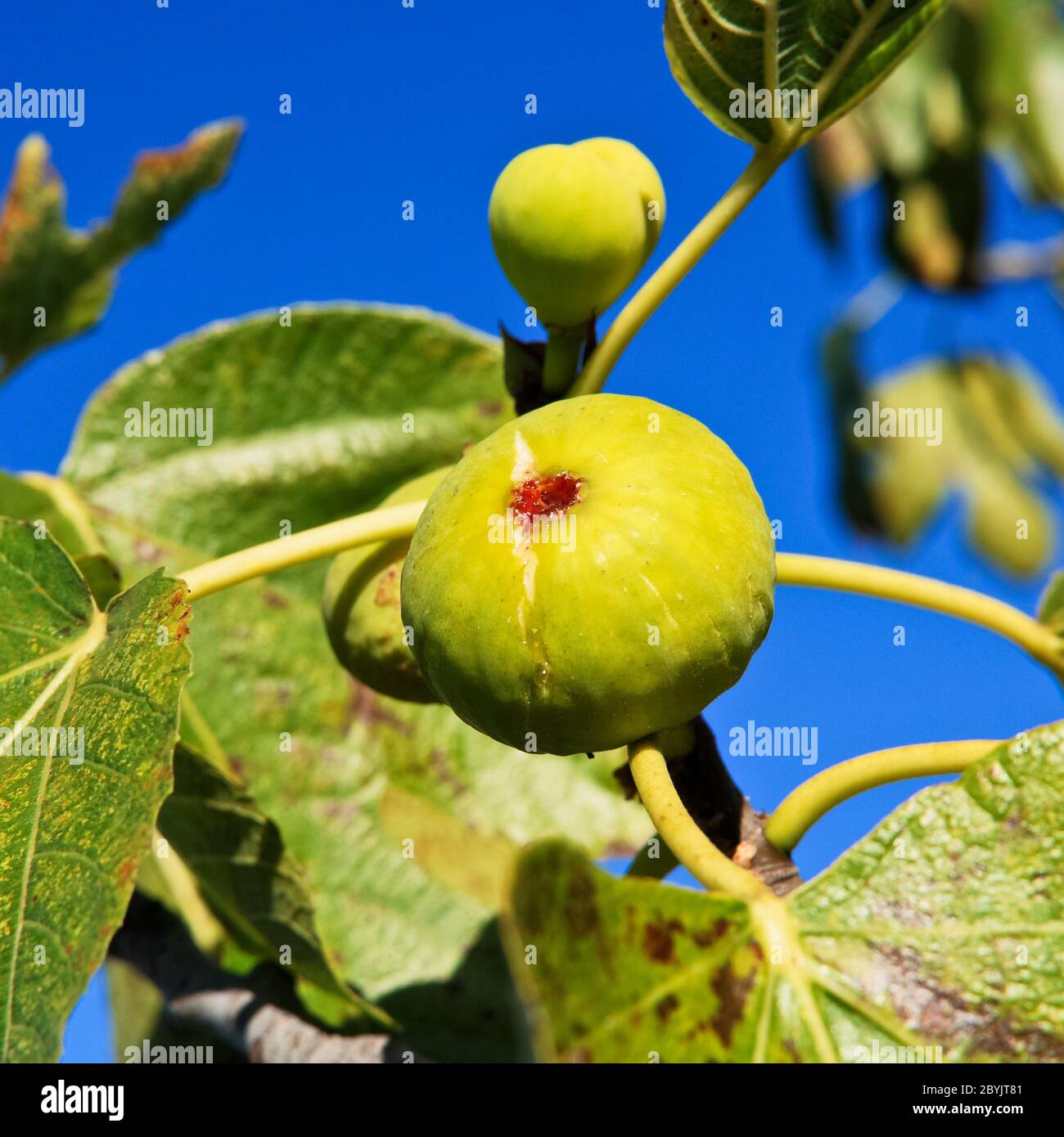 Fig on the tree hi-res stock photography and images - Alamy