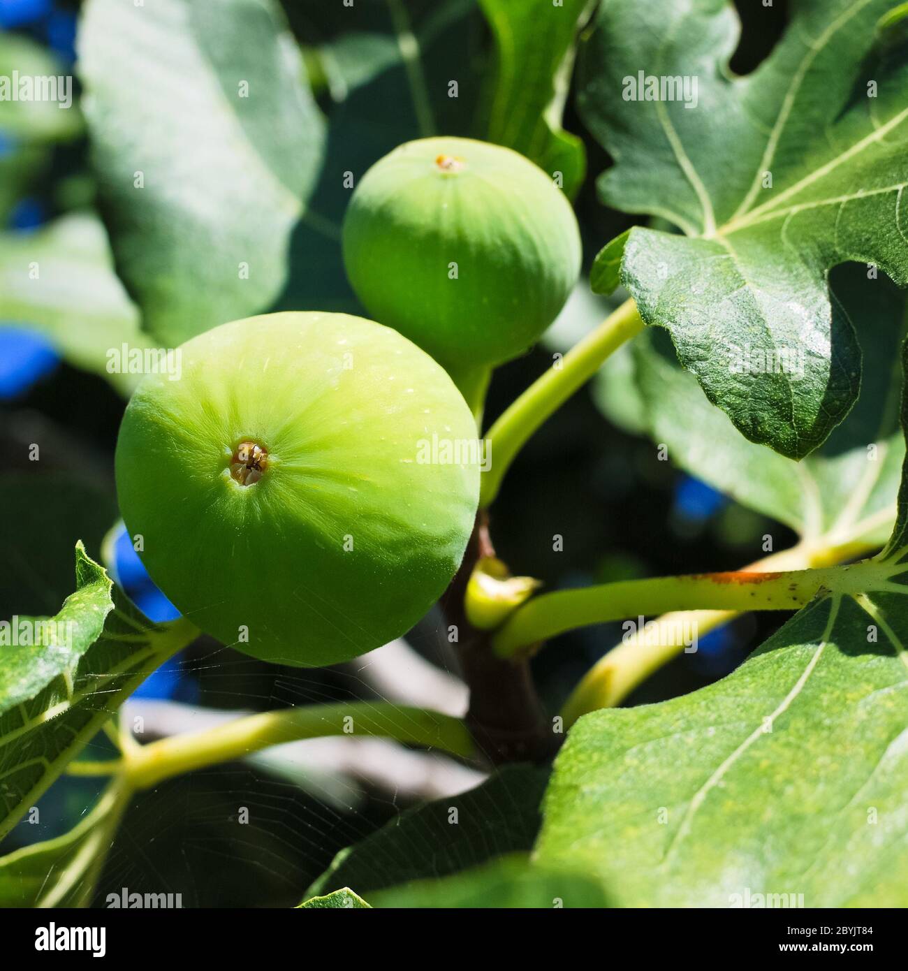 Fig on the tree hi-res stock photography and images - Alamy