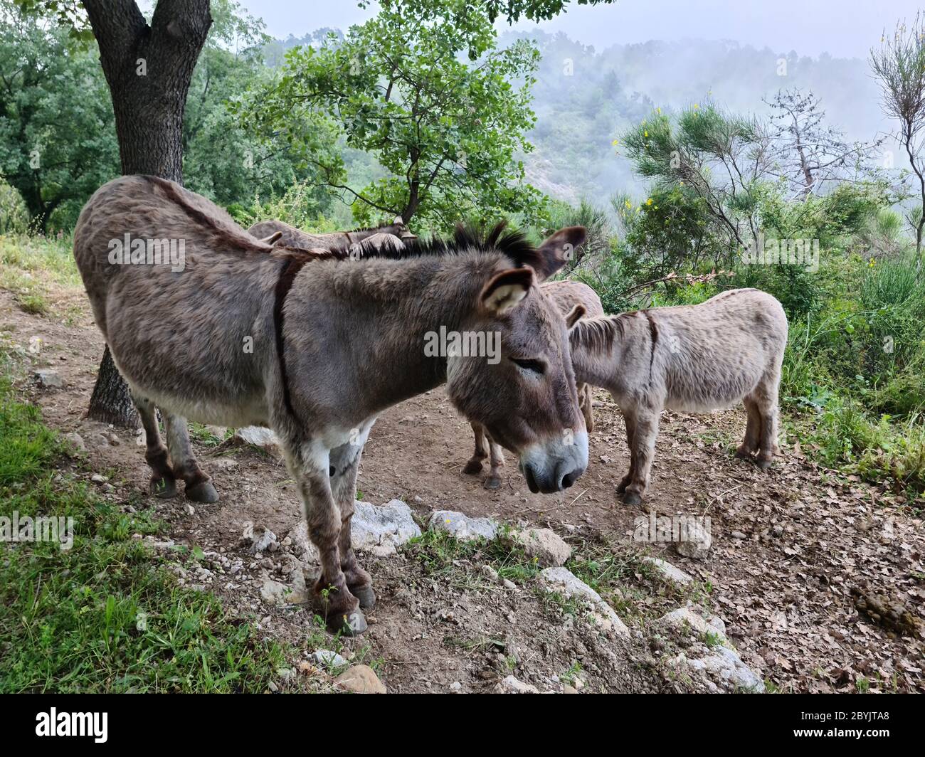 Beautiful Donkeys Walking In The Mountain, French Riviera, France ...