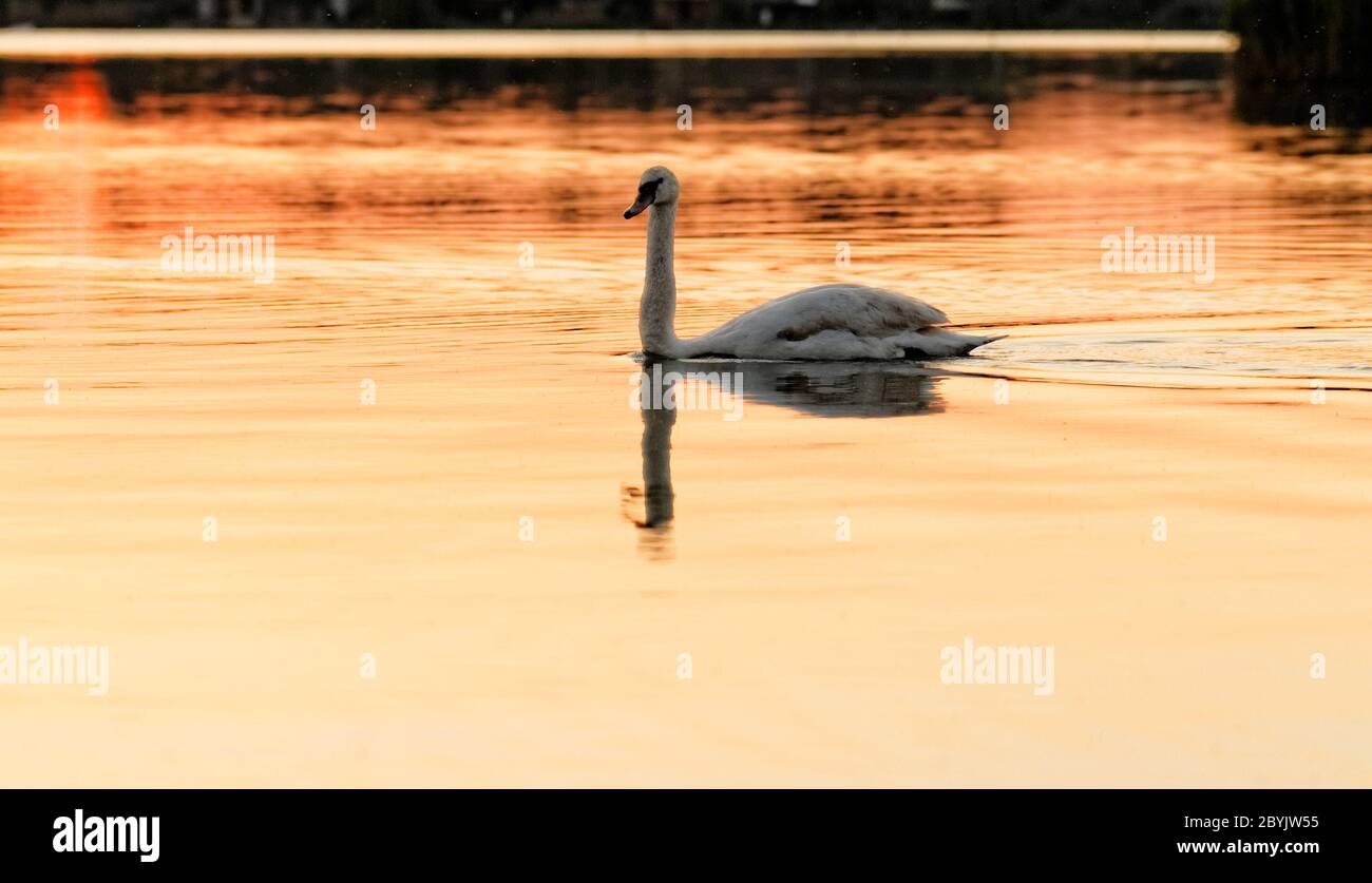 Yellow swan hi-res stock photography and images - Alamy