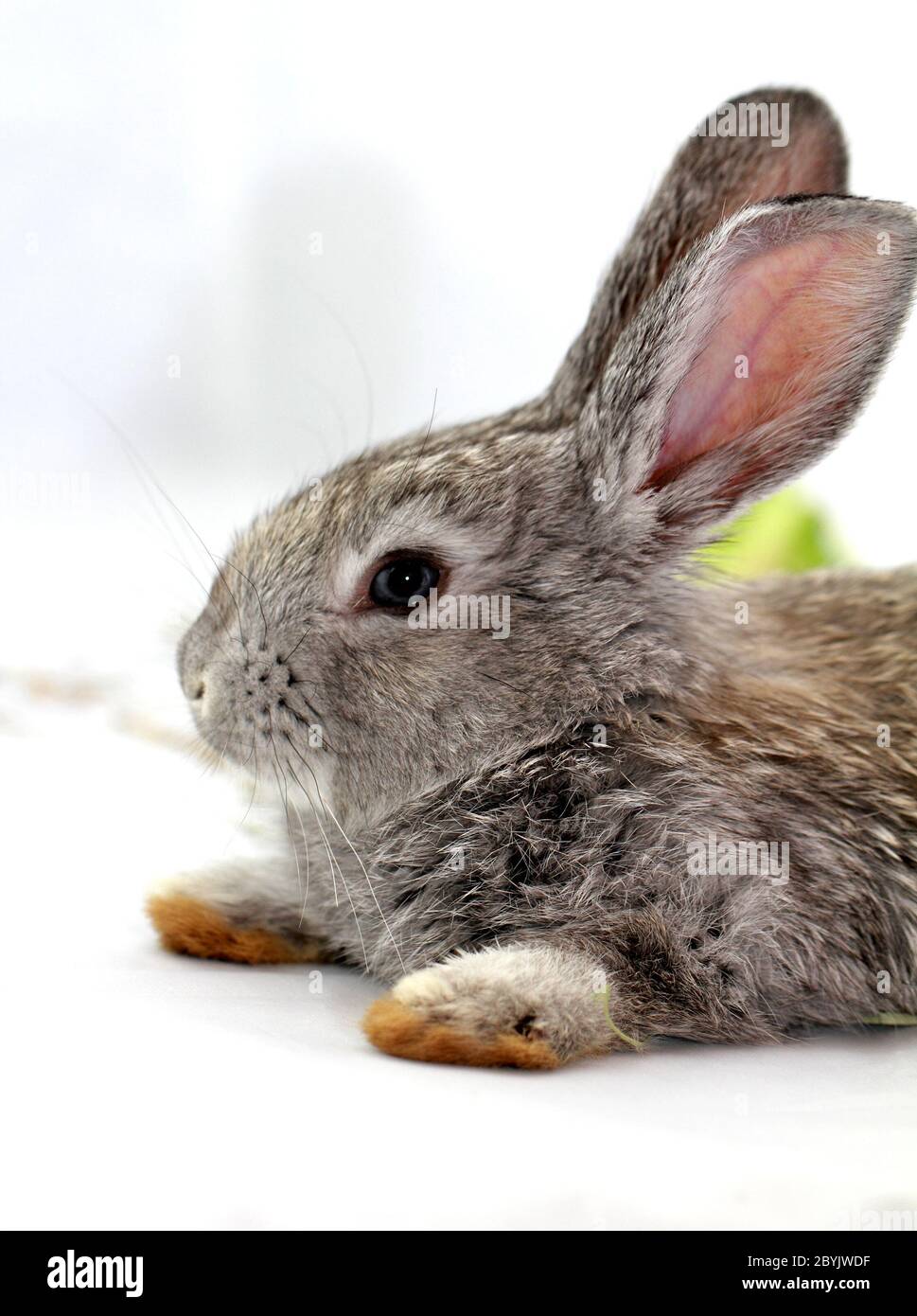 Cute gray rabbit isolated on white background Stock Photo - Alamy