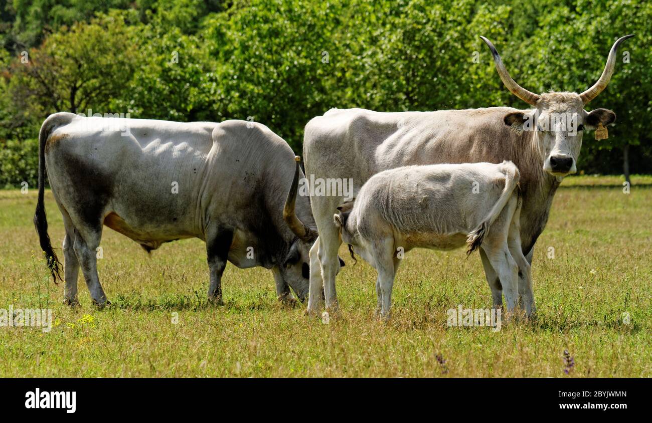 Ruminant Hungarian gray cattle bull on grass Stock Photo - Alamy