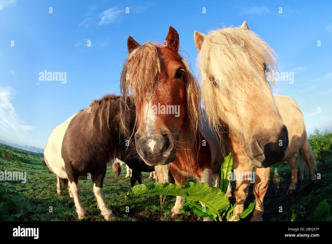 cute funny pony via fish-eye Stock Photo - Alamy