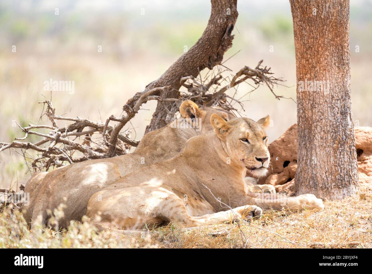 Some lions rest in the shade of a tree Stock Photo - Alamy