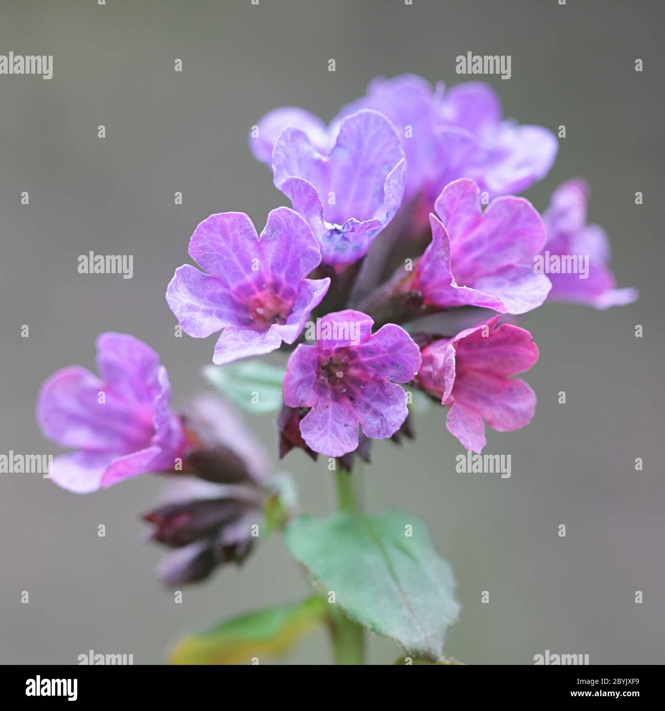 Blossom blue perennial pulmonaria hi-res stock photography and images ...
