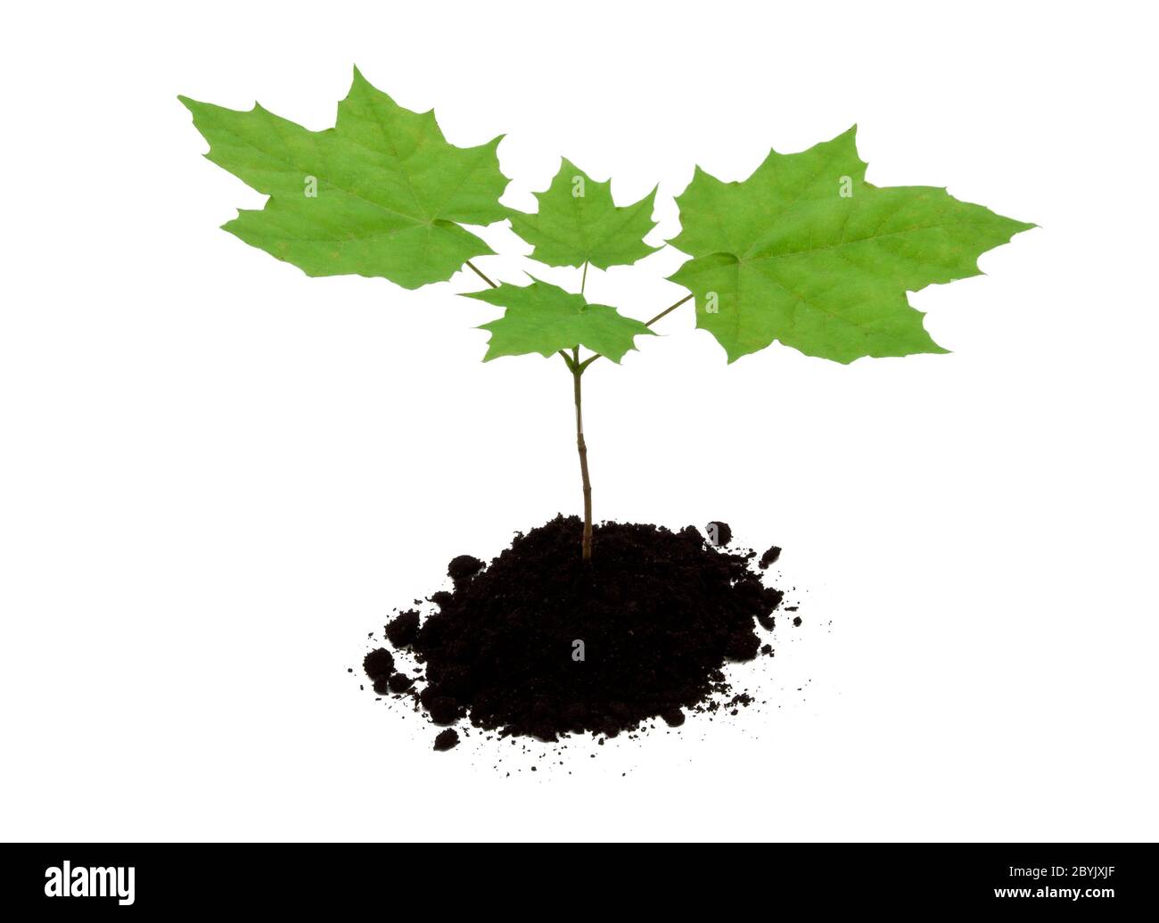 Small maple tree Cut Out Stock Images & Pictures - Alamy