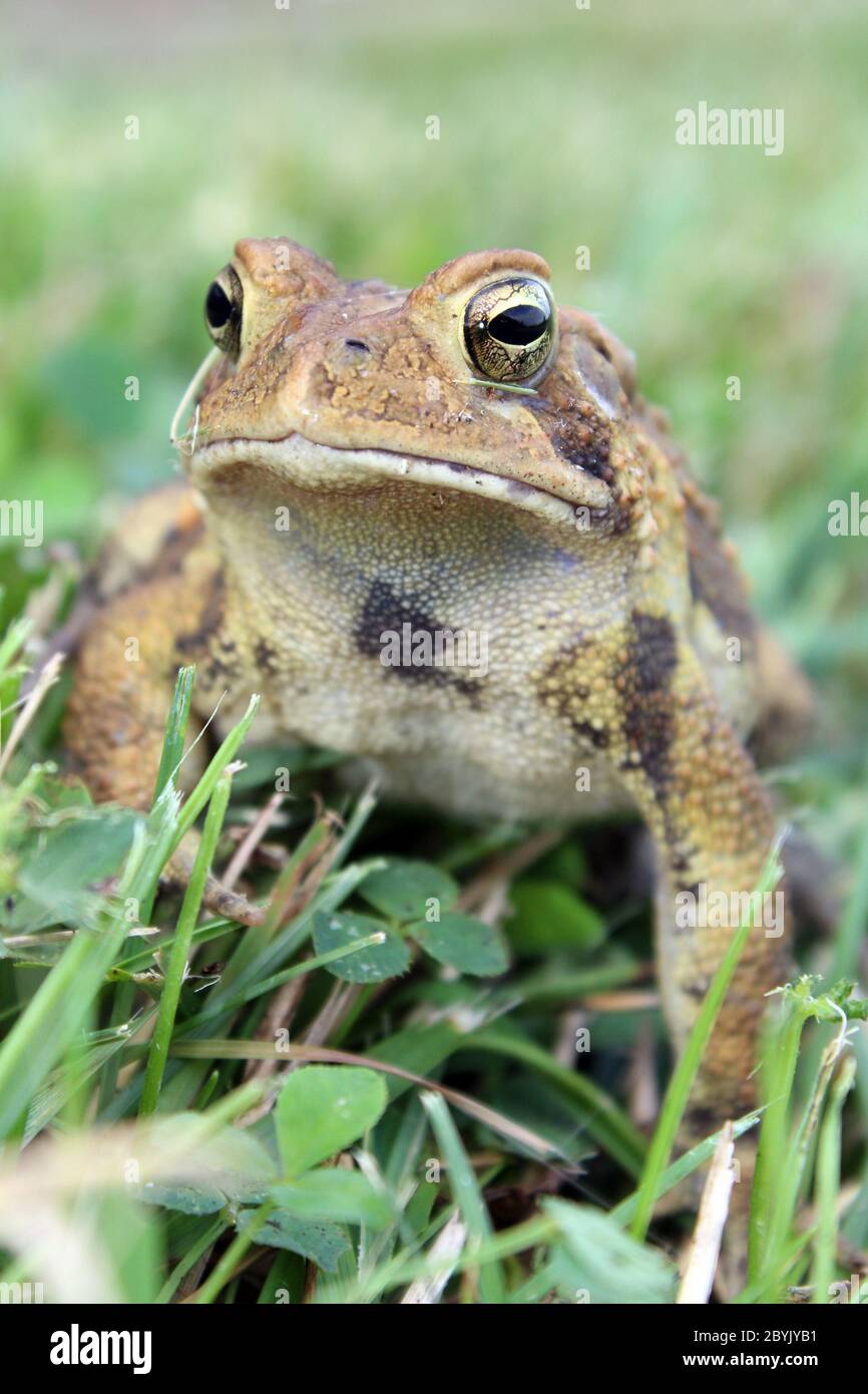 Toad in Grass Stock Photo - Alamy