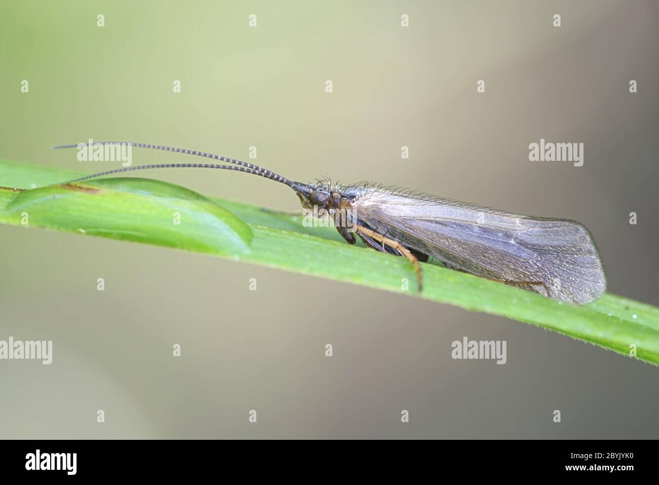 Limnephilus affinis, a caddisfly from Finland with no common english ...