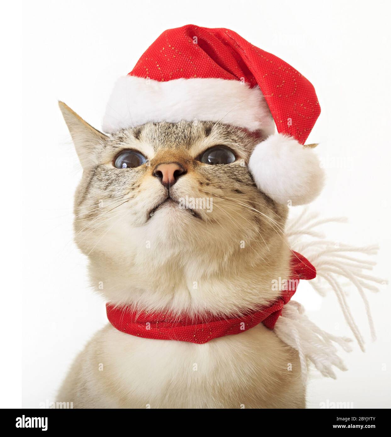 Funny cat in a suit of Santa Claus Stock Photo - Alamy