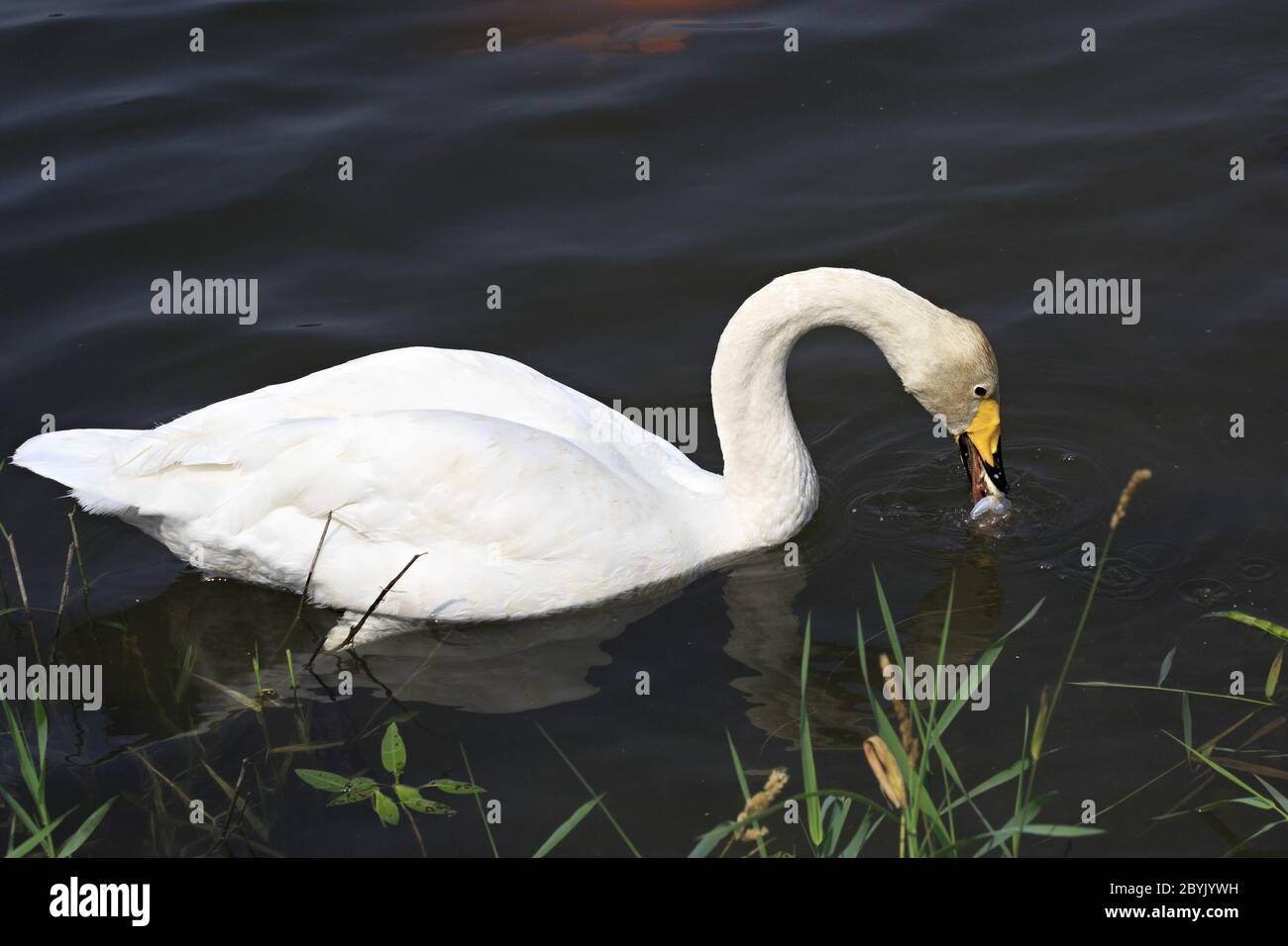 Swan and fish hi-res stock photography and images - Alamy