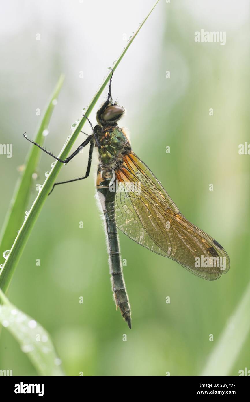 Cordulia aenea, known as the downy emerald, a dragonfly from Finland ...