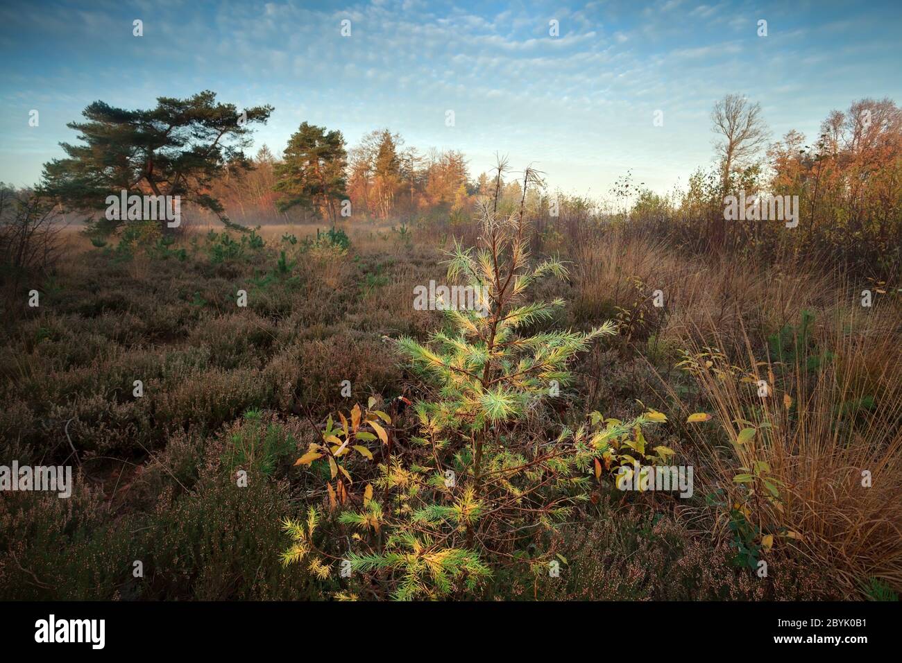 Tree marsh hi-res stock photography and images - Alamy