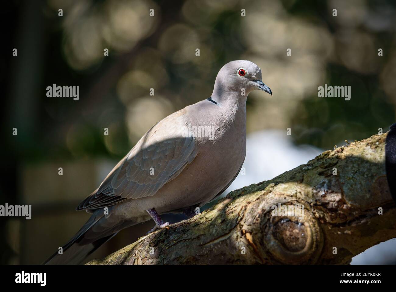Collared Dove perches in the shade of an apple tree with one eye on the ...